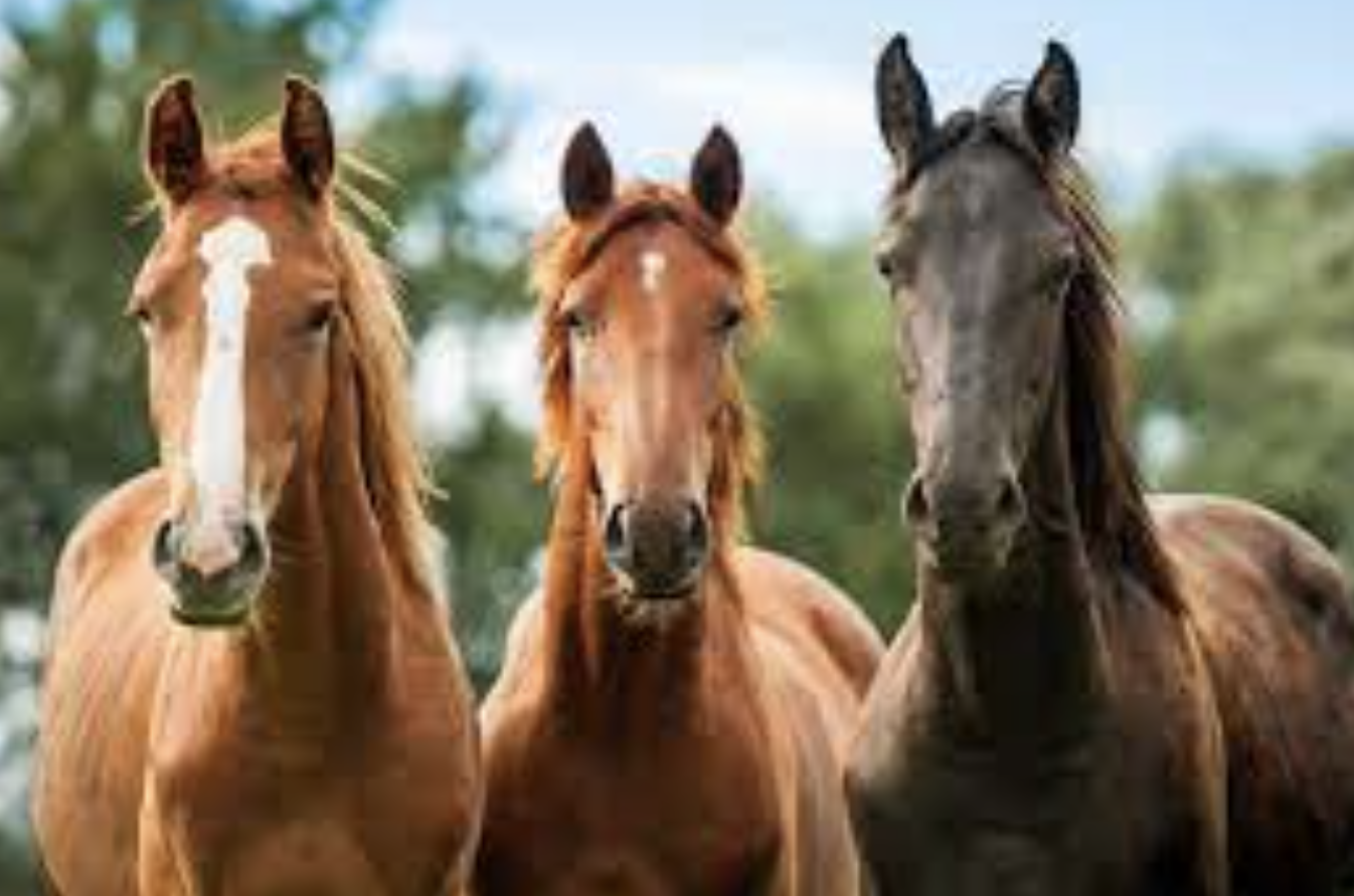 How to improve the lives – and the behaviour – of horses who are mostly ...